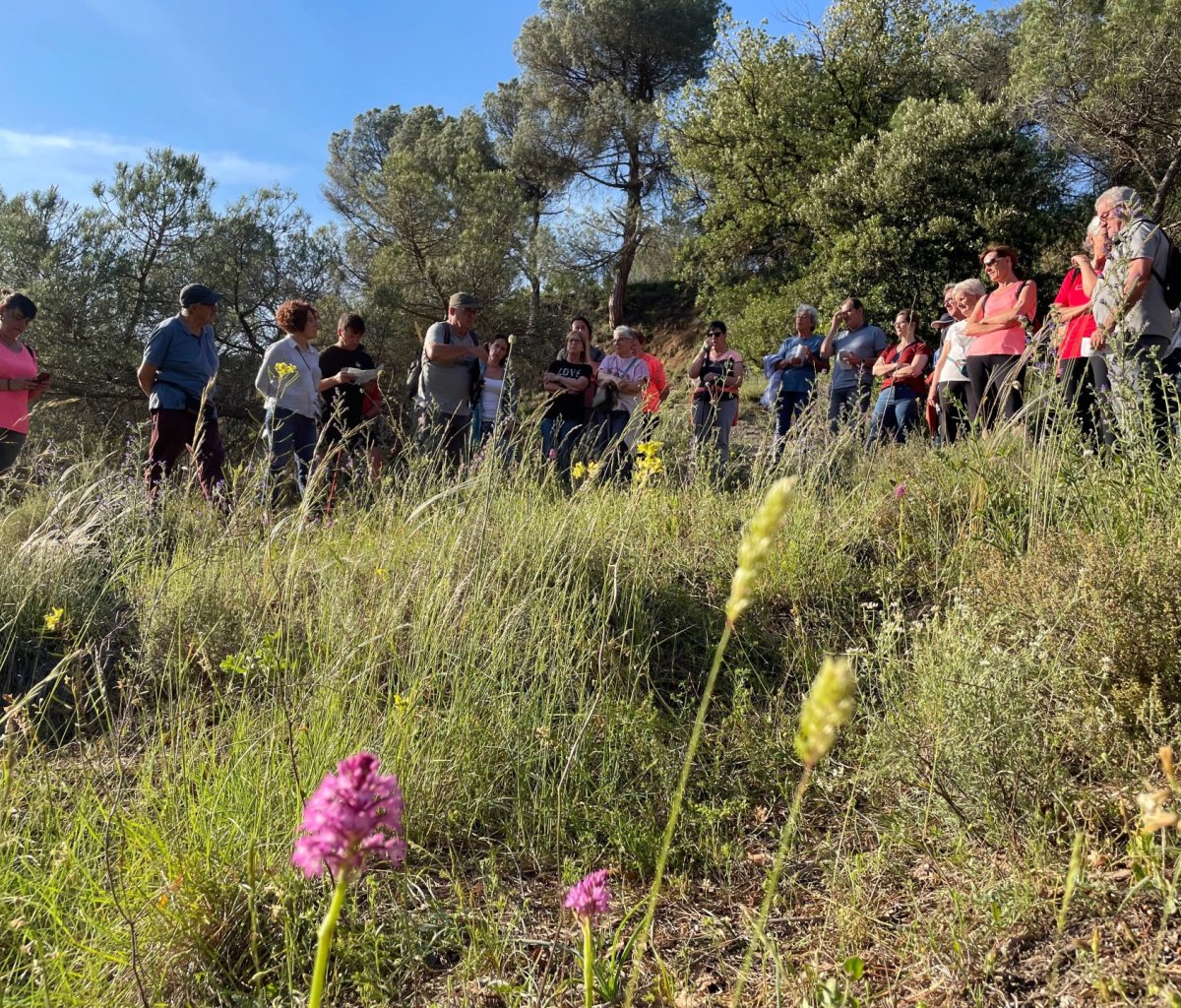 Les Orquídies a Taradell - Ajuntament de Taradell